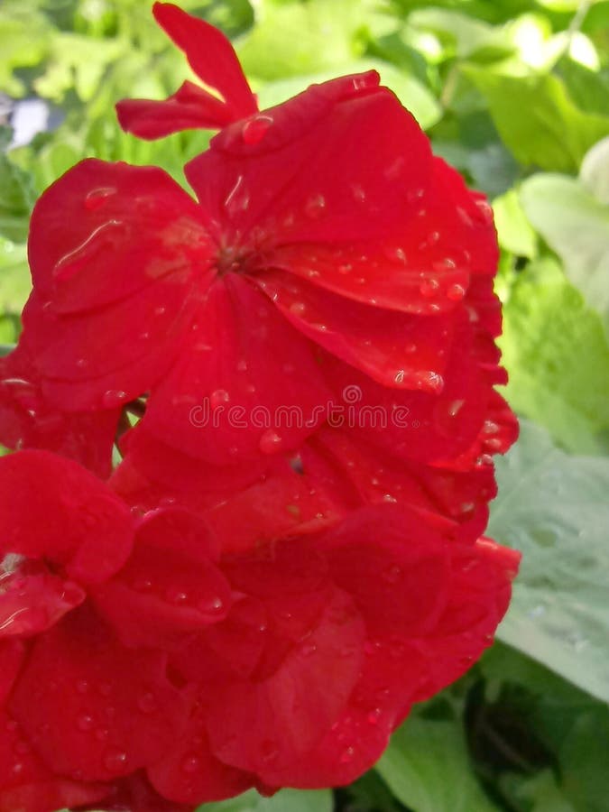 Beautiful stock image. Image of cali, beautiful, flowers - 164085349