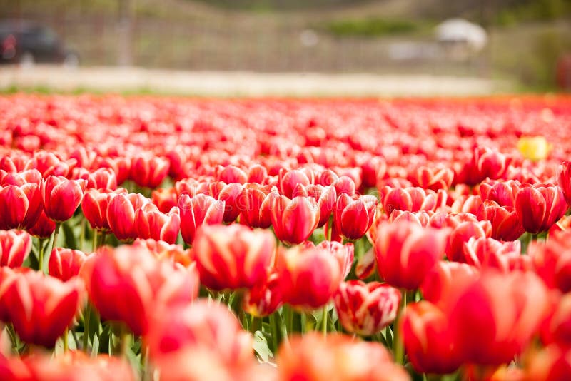Beautiful Red Flowers in the Field Stock Photo - Image of nature ...