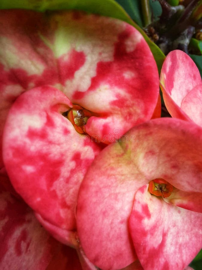 Beautiful Red Flowers Growing in the Garden Stock Image - Image of ...