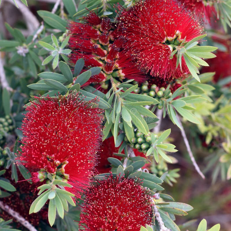 Beautiful Red Flowers Melaleuca Citrina, Background Stock Photo - Image ...