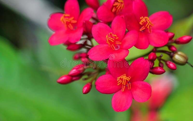 The beautiful red flowers stock photo. Image of plant - 101153072