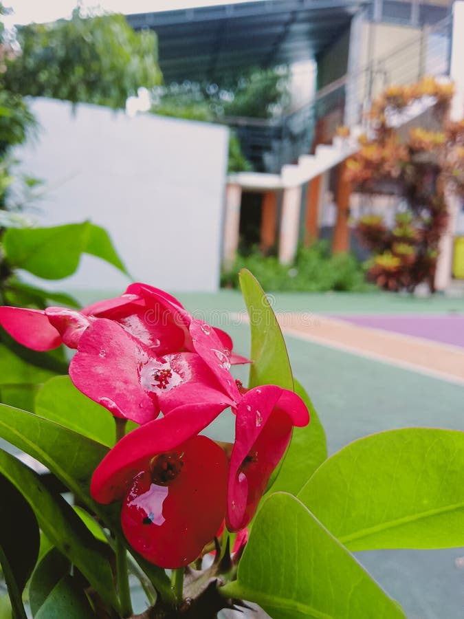 Beautiful Red Flowers in the School Stock Image - Image of beautiful ...