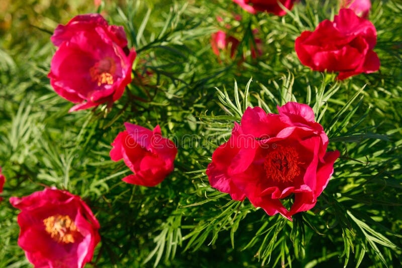 Beautiful Red Flowers Shrubs in the Garden Stock Photo - Image of ...