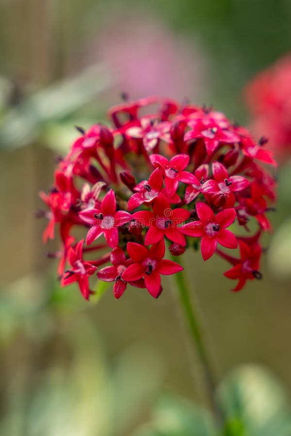 Beautiful Red Flowers at Sunset Light. Pentas Lanceolata Starcluster ...