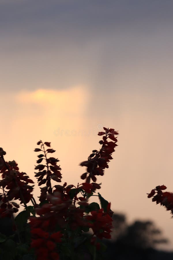 Beautiful Red Flowers and Sunset in the Sky Stock Photo - Image of ...