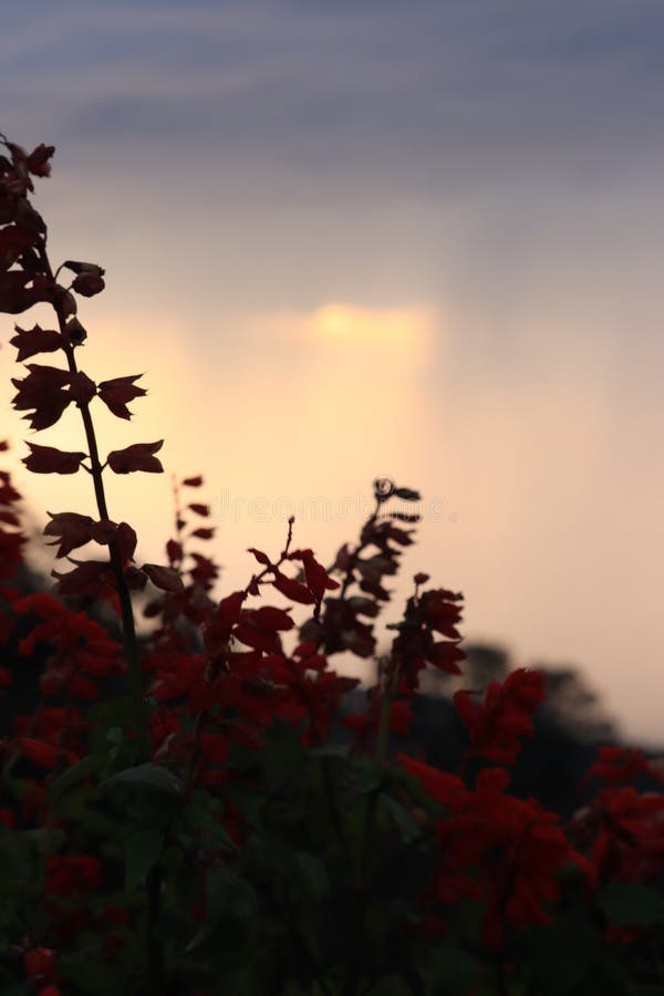Beautiful Red Flowers and Sunset in the Sky Stock Image - Image of ...