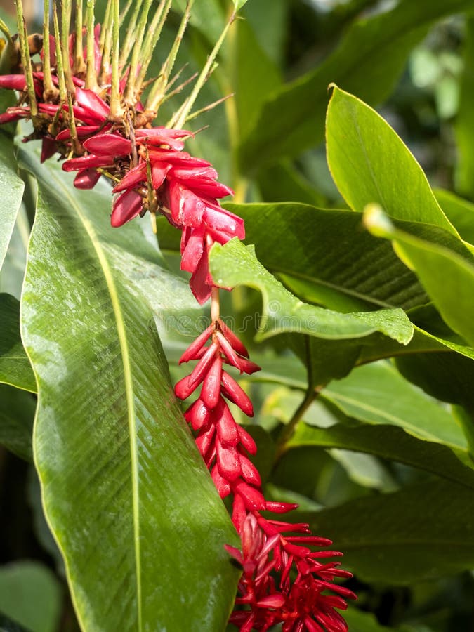 The Beautiful Red Flowers Tropical Plants Stock Image - Image of orange ...