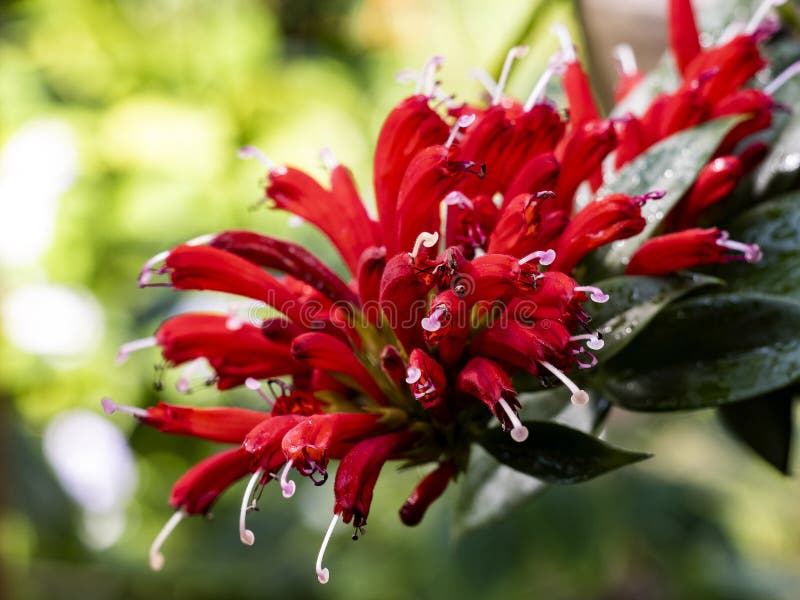 The Beautiful Red Flowers Tropical Plants Stock Image - Image of ...