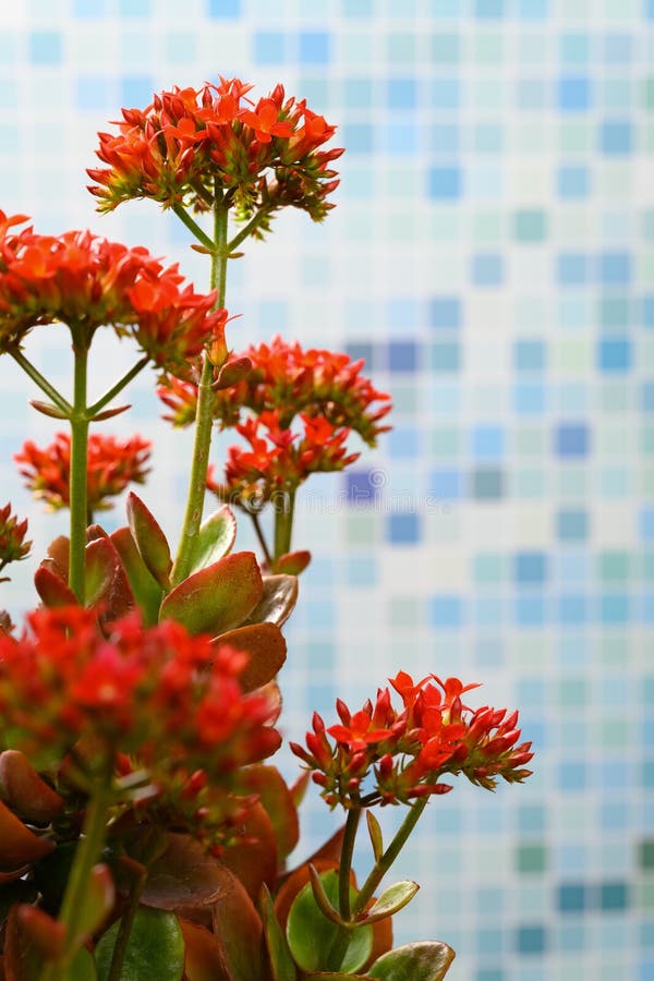 Beautiful Red Flowers at a Vertical Composition Stock Image - Image of ...