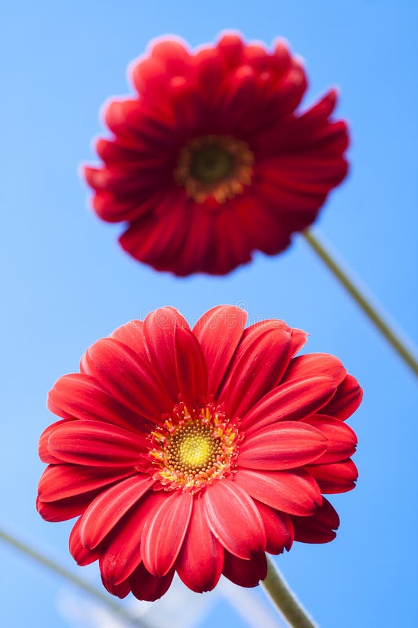 Beautiful red flowers stock image. Image of flower, gift - 86648715