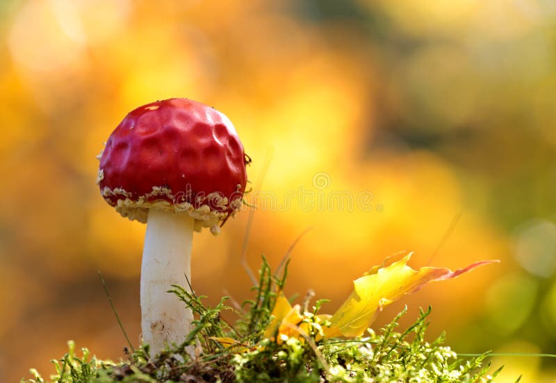 A Beautiful Red Fly Agaric in Bright Light Stock Photo - Image of white ...