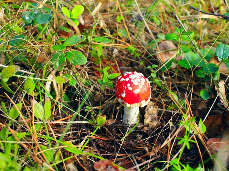 Beautiful Red Fly Agaric in the Forest Stock Photo - Image of moss ...