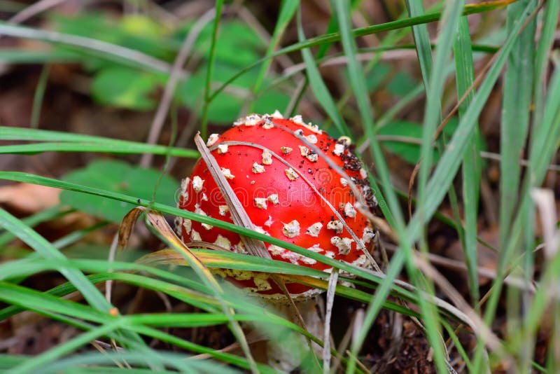 Beautiful Red Fly Agaric in Green Grass Close-up Stock Image - Image of ...