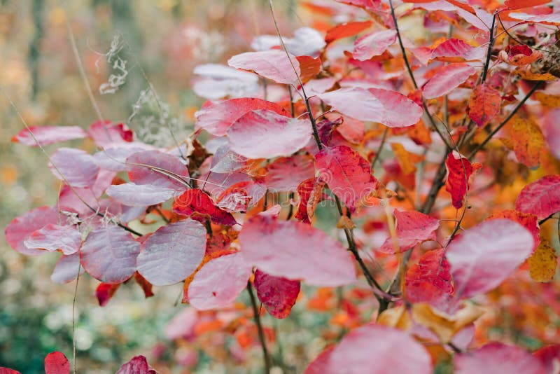 Beautiful Red Foliage on Trees in Autumn in the Forest Stock Image ...