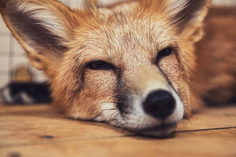 Beautiful red fox stock photo. Image of female, animal - 90510288