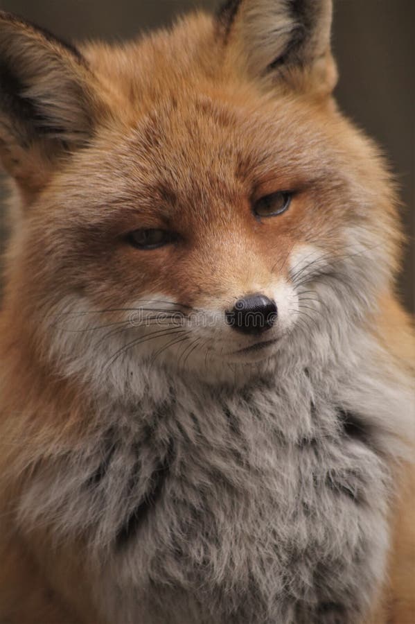 A Beautiful Red Fox Looking at the Camera Stock Photo - Image of white ...