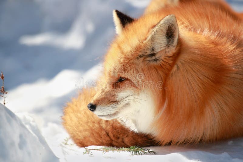 Beautiful red fox stock photo. Image of wildlife, nature - 38900028
