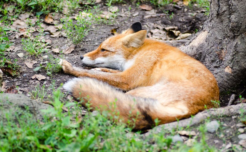 Beautiful Red Fox Resting on the Tree Roots. Selective Focus Stock ...