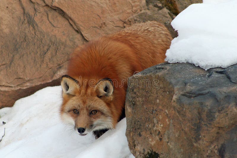 Beautiful Red Fox in the Snow Stock Image - Image of snow, mammal: 83848793