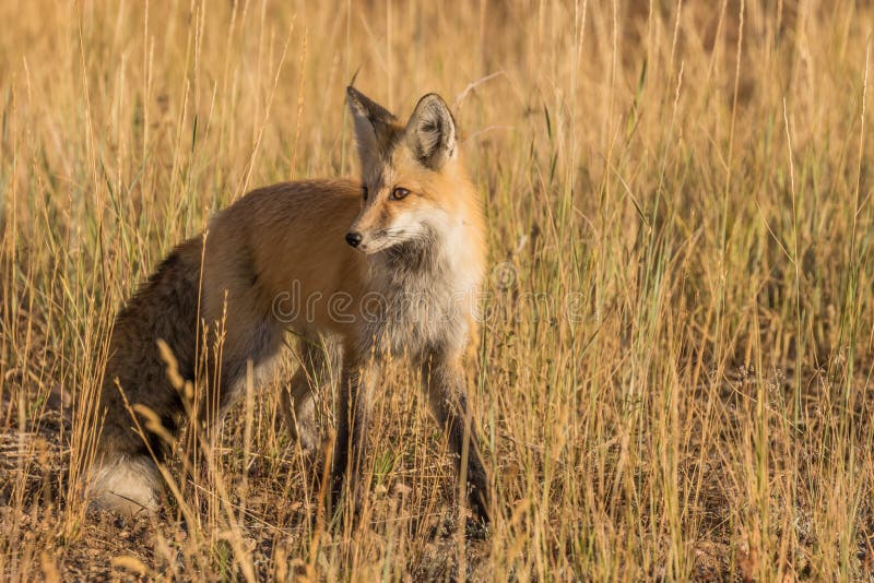 Beautiful Red Fox stock photo. Image of wildlife, hunter - 78630994