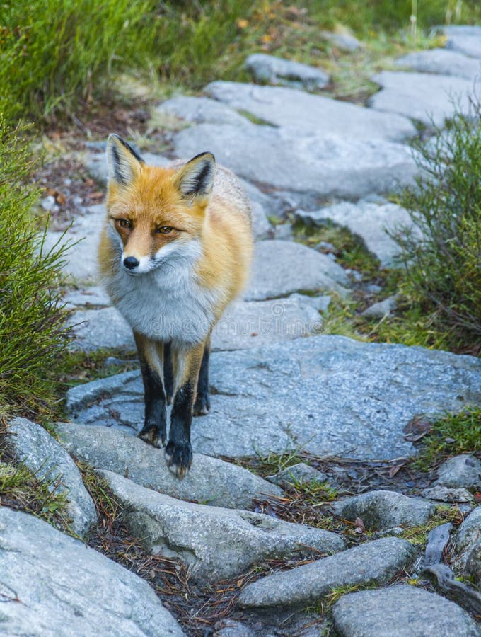 Beautiful red fox. stock photo. Image of canidae, canine - 129914576