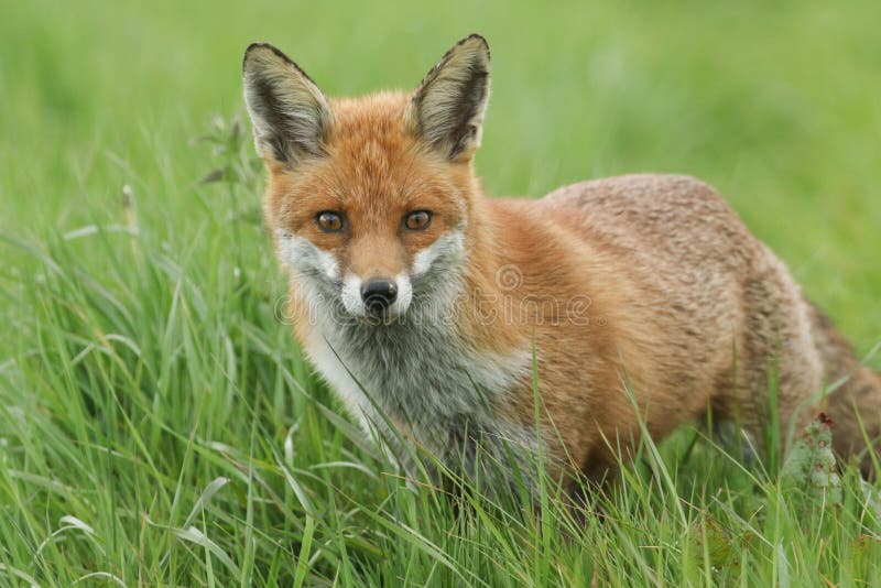 Red Fox Standing In The Field Stock Photo - Image of cunning, nature ...