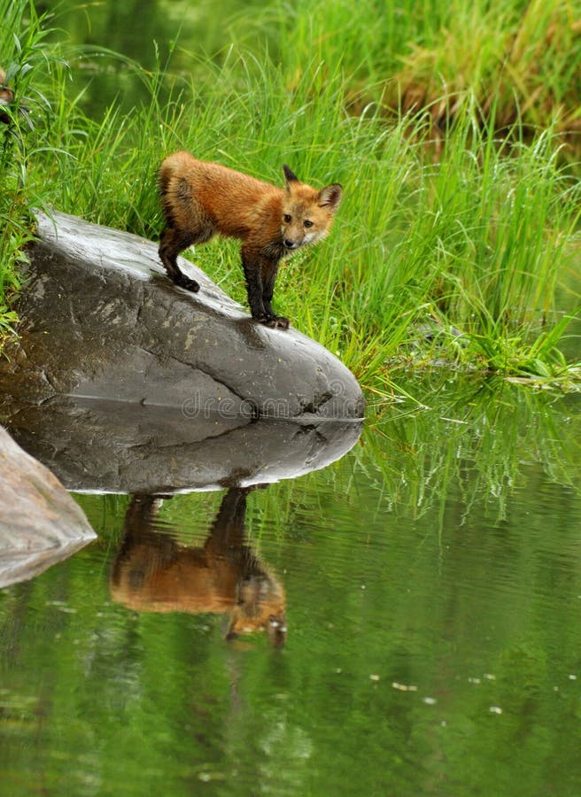 Beautiful Red Fox and Water Reflections. Stock Image - Image of hunter ...