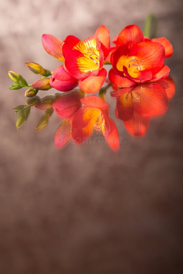 Beautiful red freesia stock photo. Image of branch, beautiful - 73859944