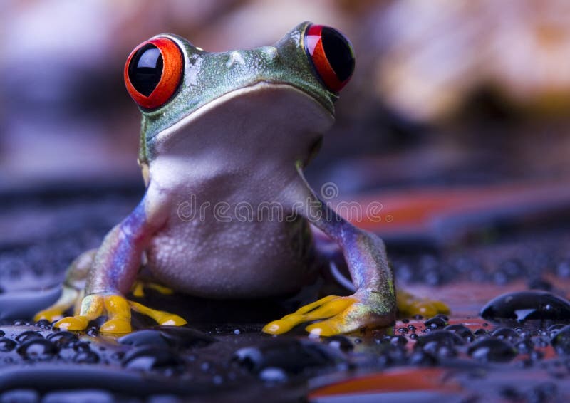 Beautiful red frog stock image. Image of anura, abstraction - 2033529