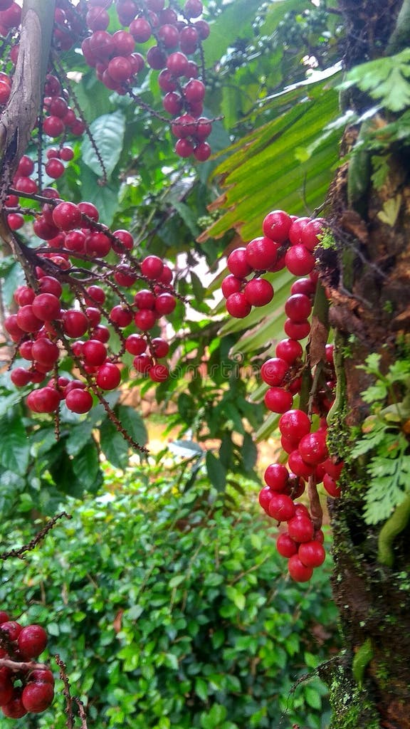 Beautiful fruit stock photo. Image of strawberry, herb - 211191890