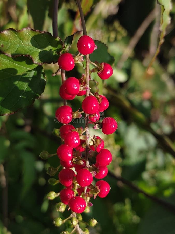Beautiful Red Fruit Blushing Usually Grows in the Highlands Stock Image ...