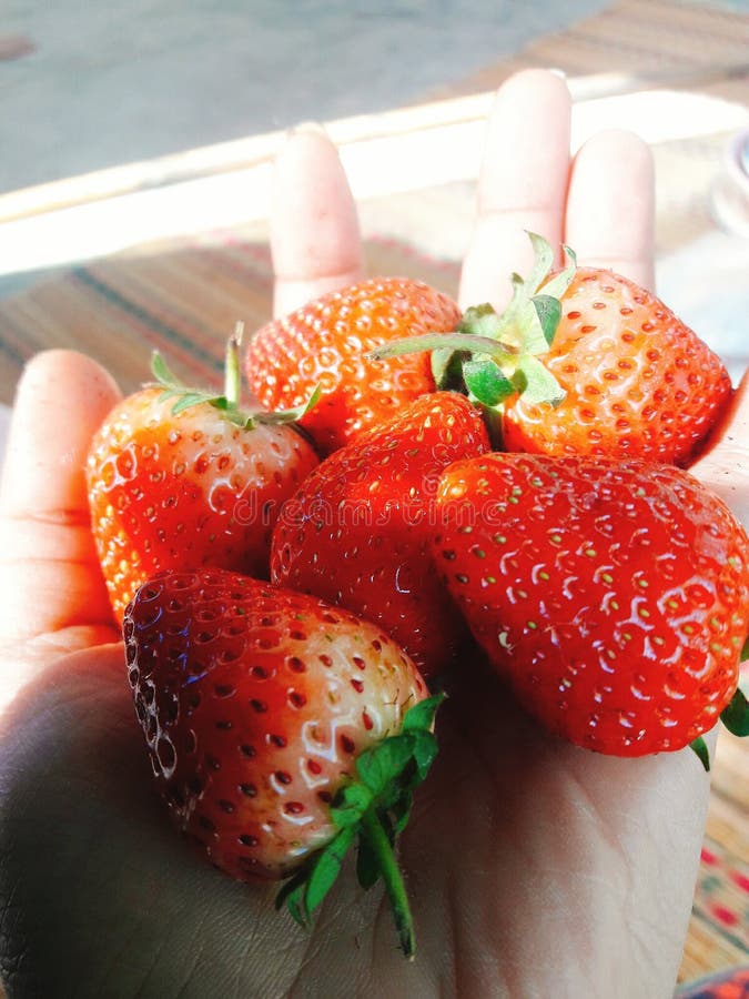 Beautiful red fruit stock image. Image of beautiful - 114360597