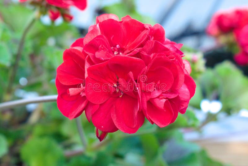 A Beautiful Red Geranium Details Stock Image - Image of focused ...