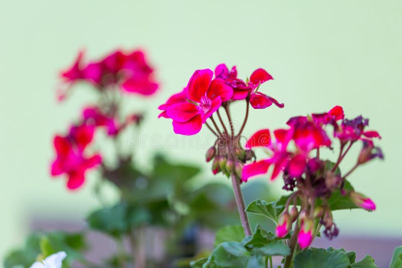 Beautiful Red Geranium Flowers Stock Image - Image of color, detail ...