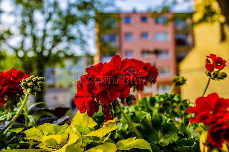 Red Geraniums on a Warm Summer Day Stock Photo - Image of plant ...