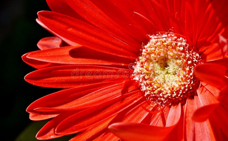 Beautiful red Gerbera... stock image. Image of beautiful - 80059597