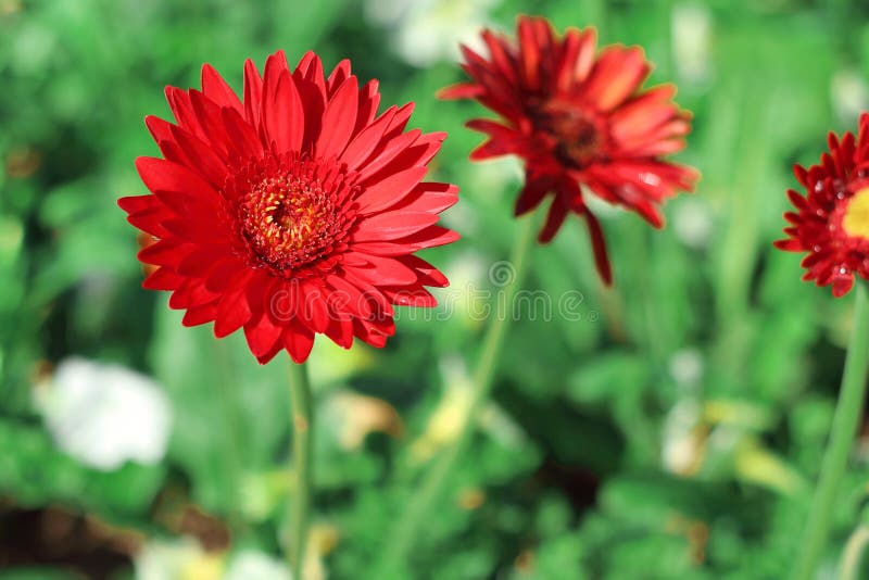 Beautiful Red Gerbera Daisy Flower Blooming in the Garden with Blurred ...