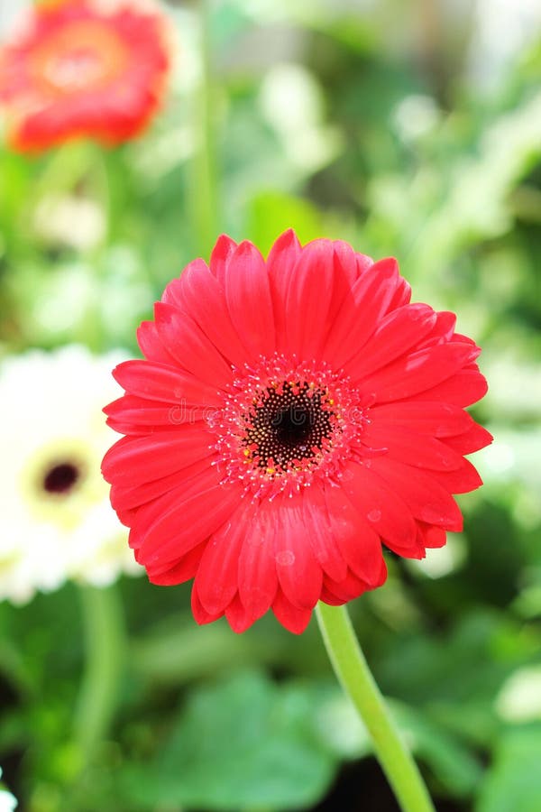 Beautiful of Red Gerbera Flower Stock Image - Image of gerbera, fresh ...