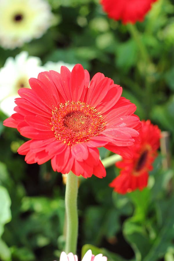 Beautiful of Red Gerbera Flower Stock Image - Image of nature, summer ...