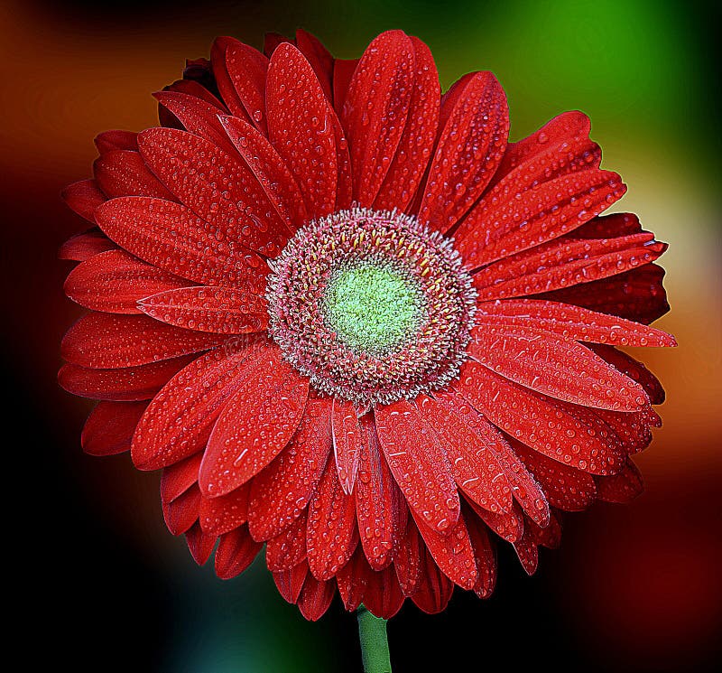 Beautiful Red Gerbera on Multicolor Background Stock Photo - Image of ...