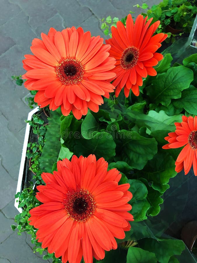 Beautiful Red Gerberas in a Pot View Stock Photo - Image of green ...