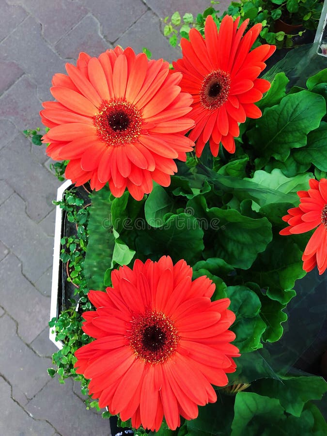 Beautiful Red Gerberas in a Pot View Stock Image - Image of gerbera ...