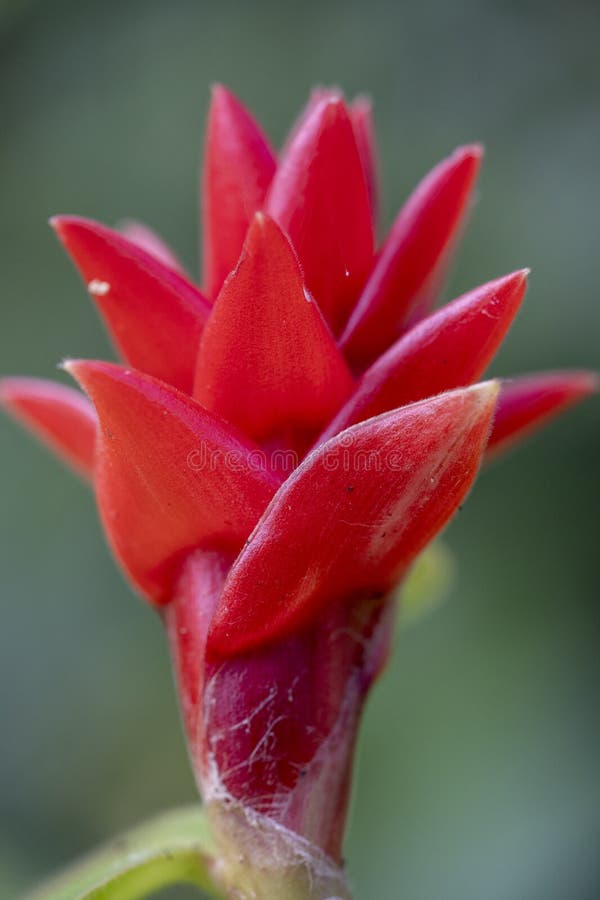 Beautiful Red Ginger Flower in a Garden Stock Photo - Image of nature ...