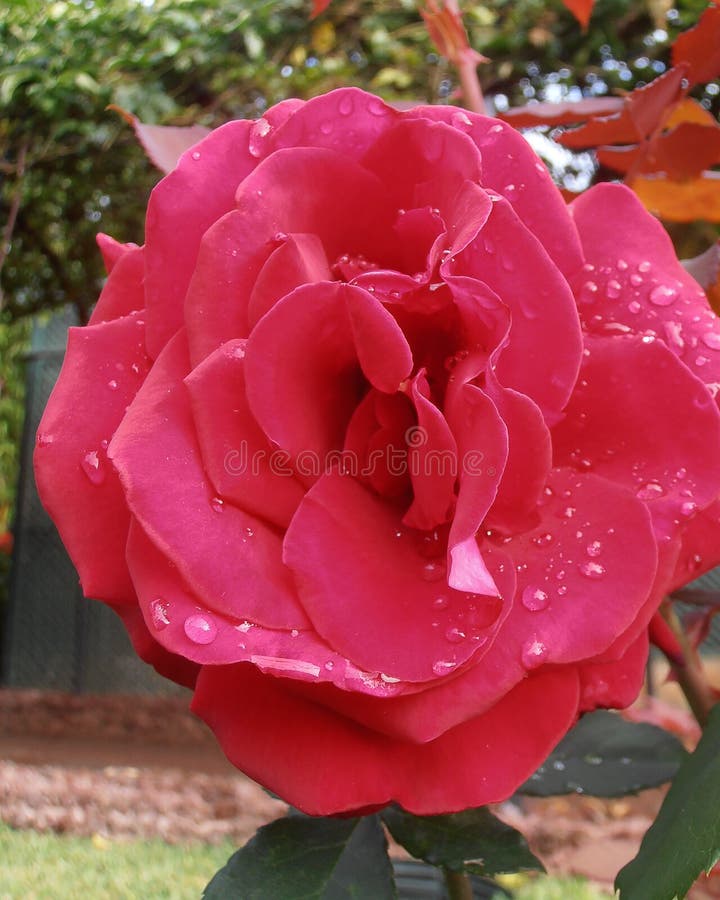 Beautiful Red stock photo. Image of gorgeous, rose, intense - 95358400