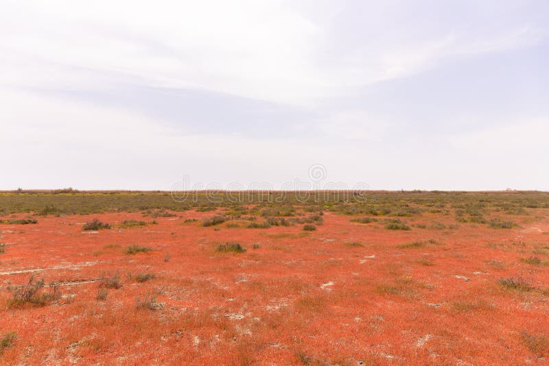 Beautiful Red Grass on the Plain Stock Image - Image of bush, rural ...