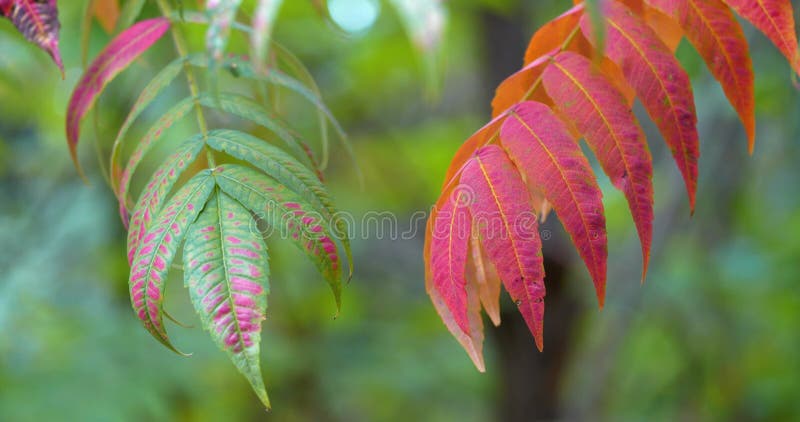 Beautiful Red and Green Autumn Foliage Stock Video - Video of scenic ...