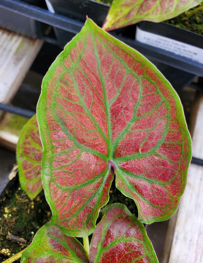 Beautiful Red and Green Leaf of Caladium Fallen City Stock Photo ...