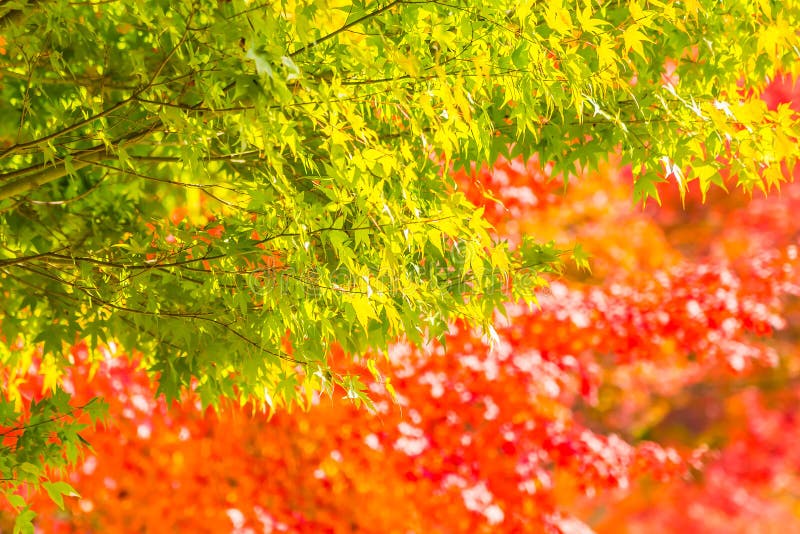 Beautiful Red and Green Maple Leaf on Tree Stock Photo - Image of ...