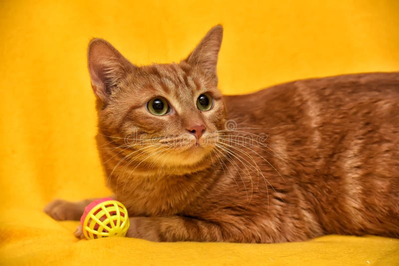 Beautiful Red-haired Cat with Stripes Stock Photo - Image of hair ...