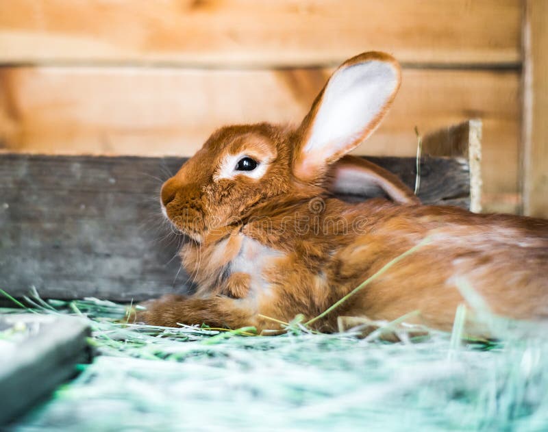Beautiful Red-haired Rabbit Stock Photo - Image of portrait, bunny ...